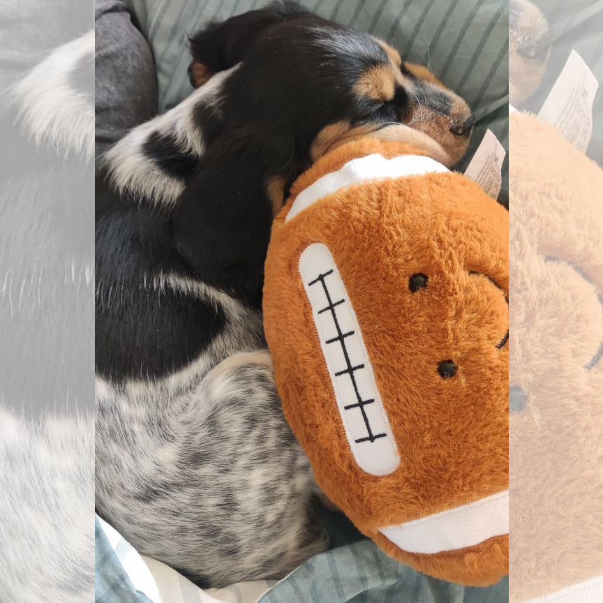 Русский охотничий спаниель, щенок