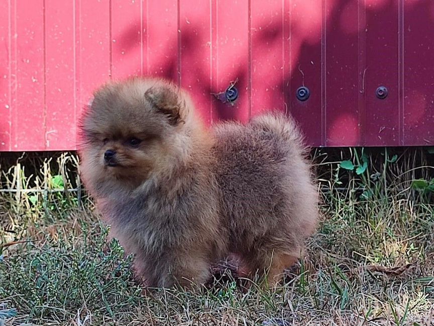 Щенок Шпиц мальчик