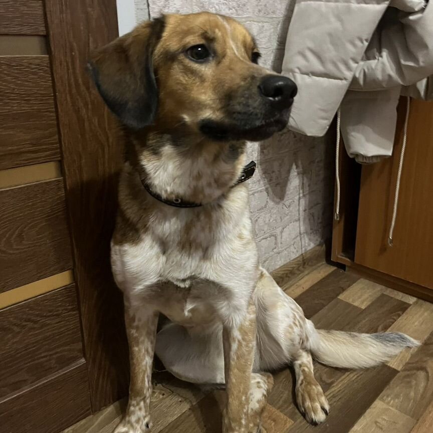 Отдам в хорошие руки собаку