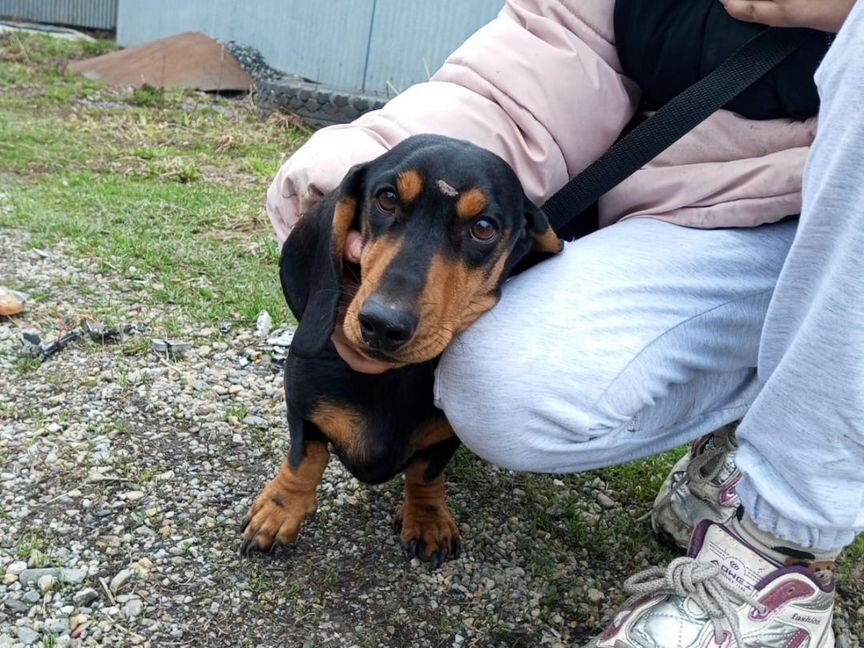 Кроличья такса