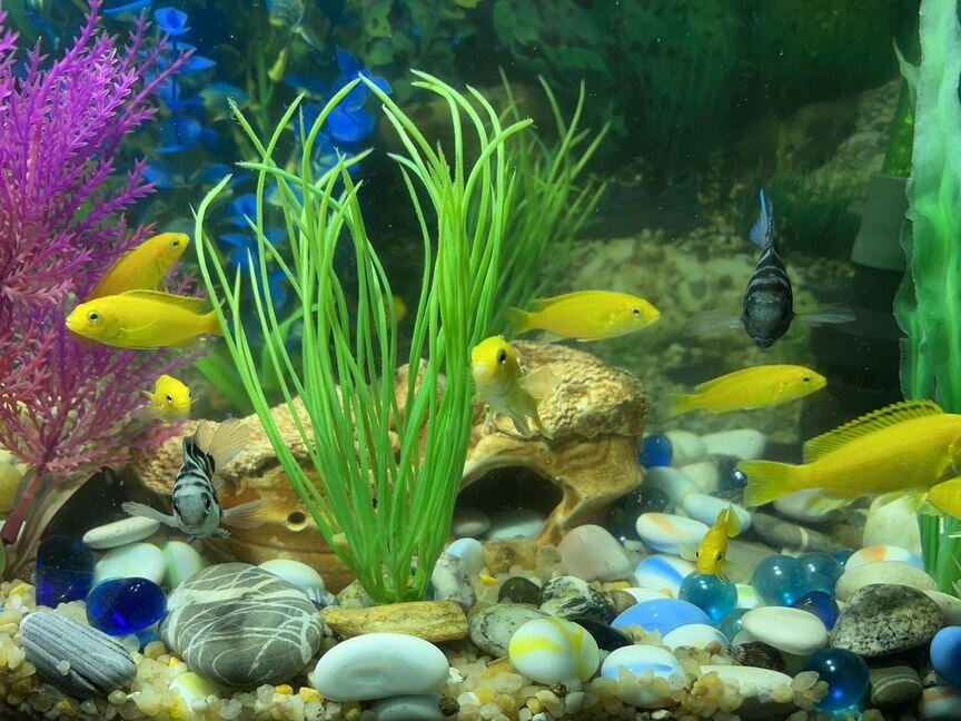 Аквариумные рыбки Еллоу