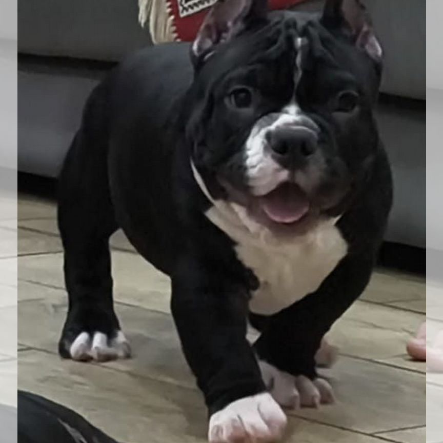 Американский булли, щенок