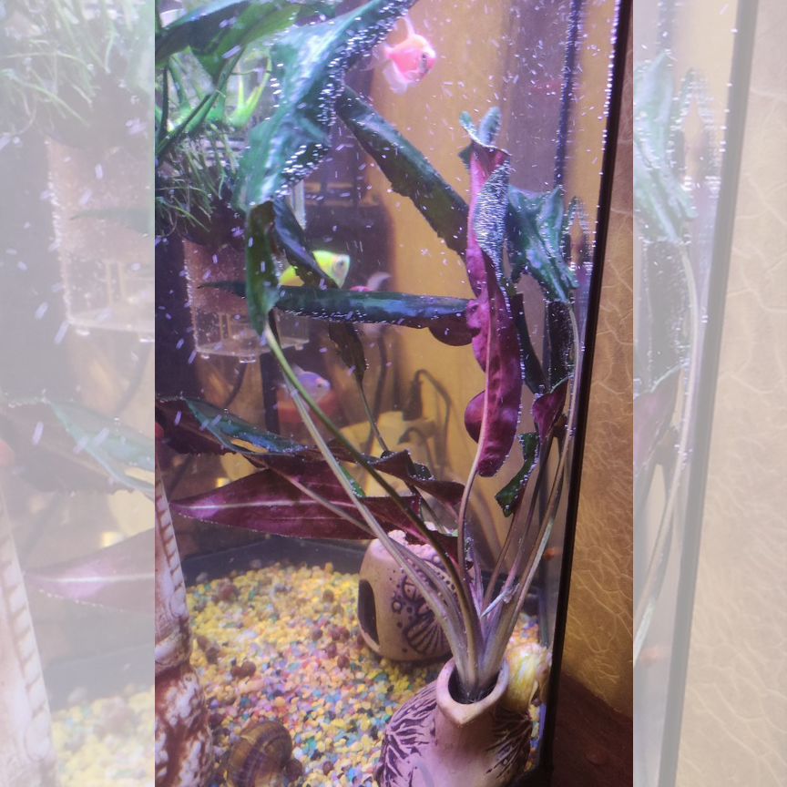 Эхинодорус афлейм. Растения для аквариума