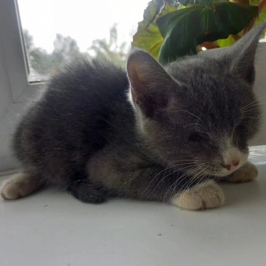 Котятки(один слепой) Ищут дом