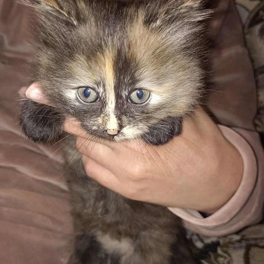 Трехшерстный котенок