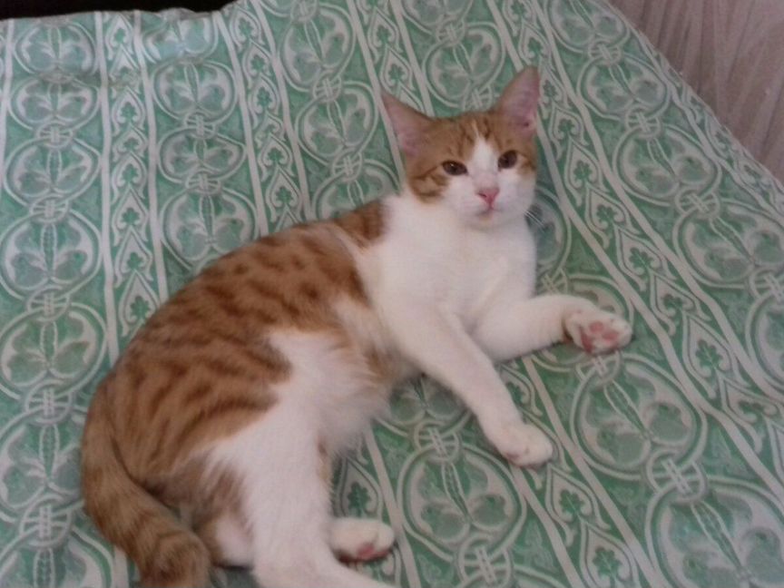 Котик в добрые руки