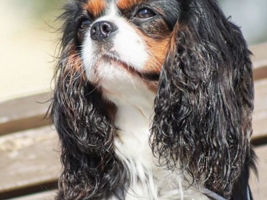 Кавалер кинг чарльз спаниель девочка 3,5 года