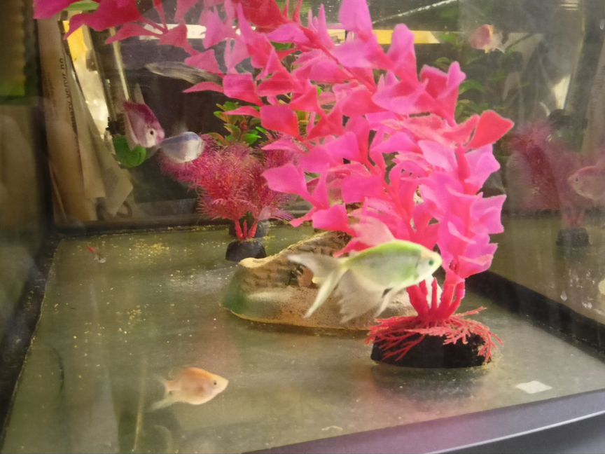 Аквариумные рыбки