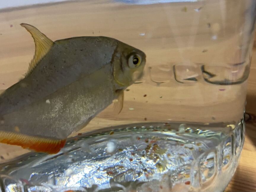 Рыбка аквариумная