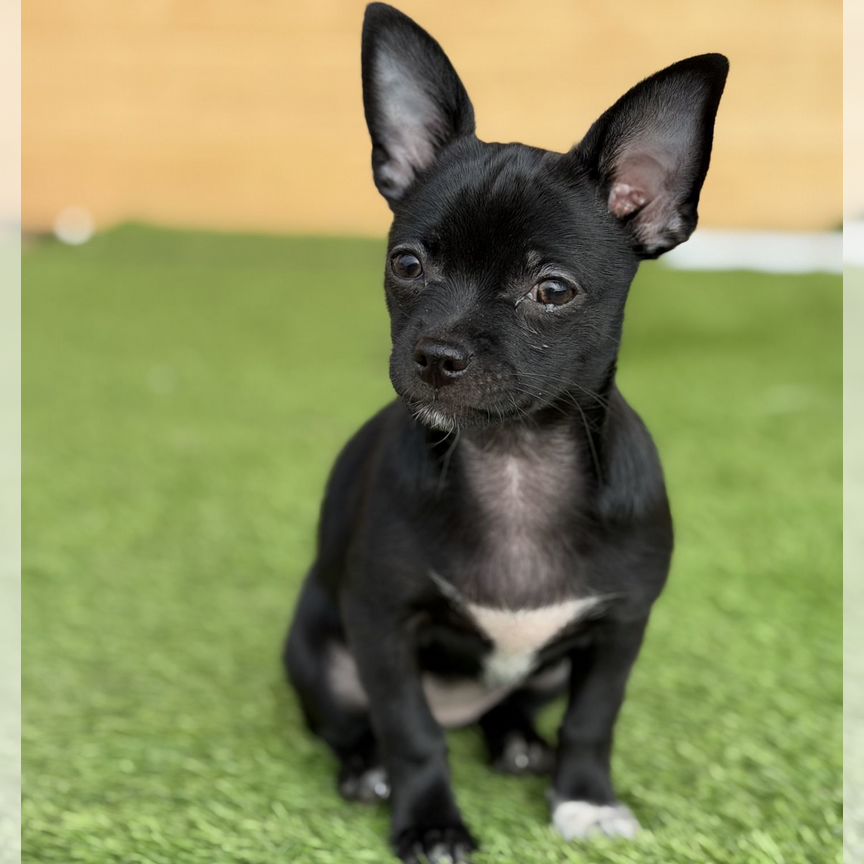 Чихуахуа, щенок