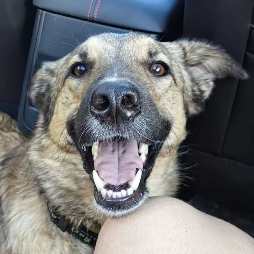 Домашние животные собаки