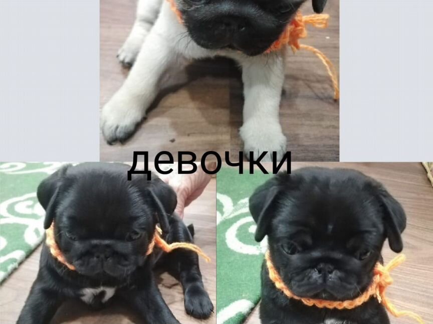 Мопс