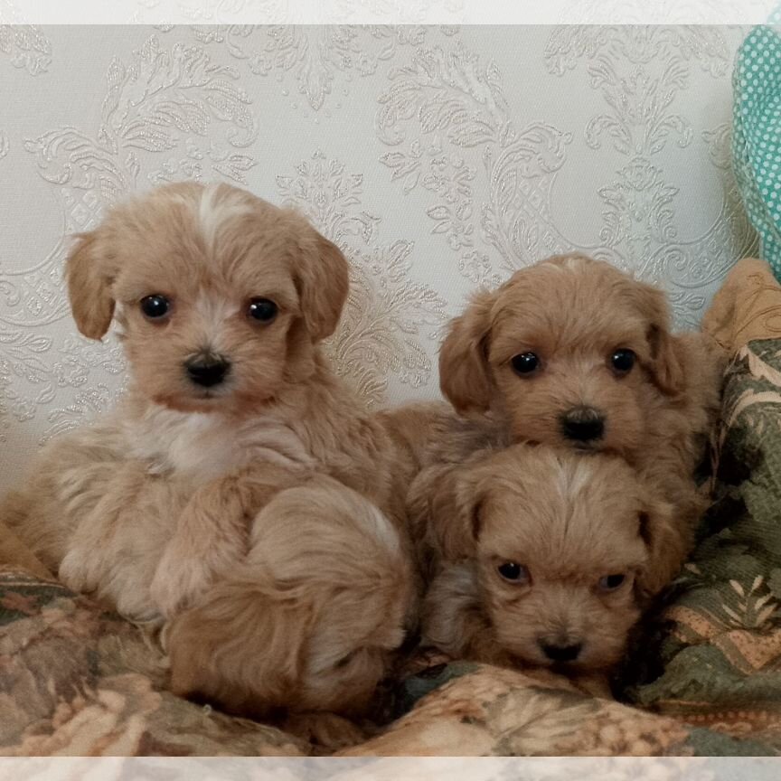 Мальтипу, щенок