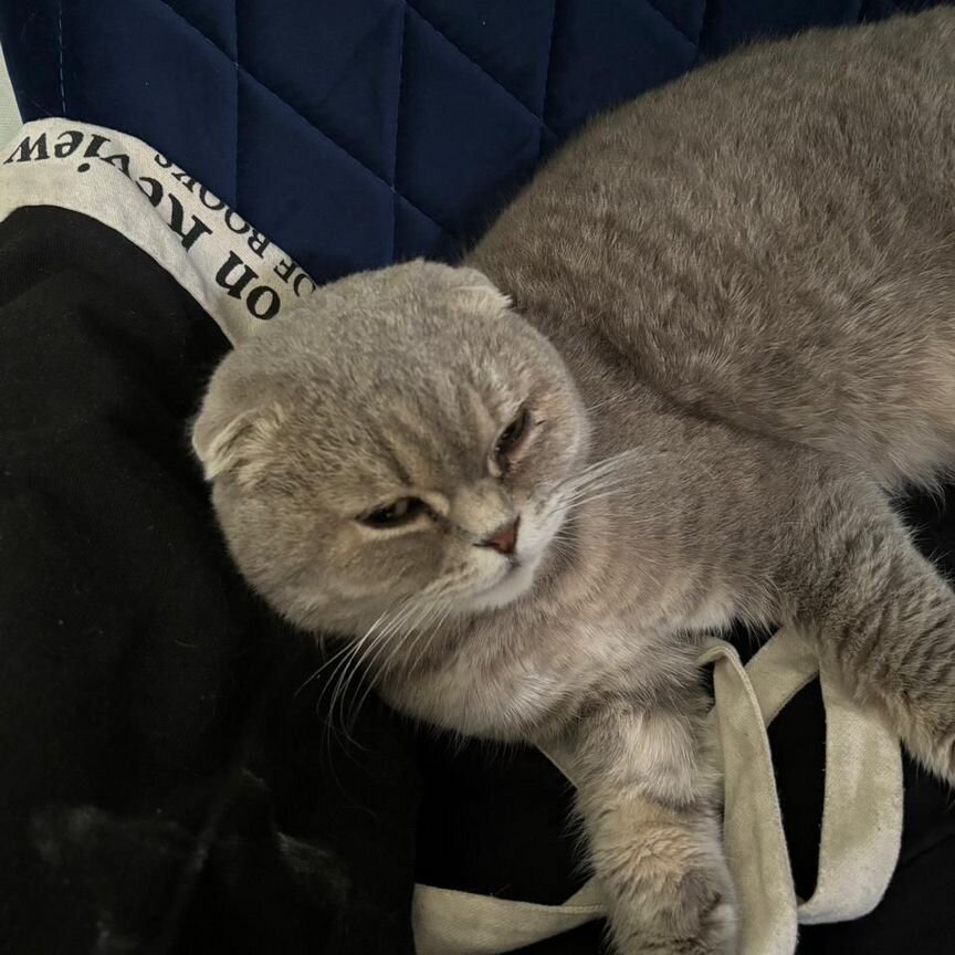Отдаю кота в добрые руки