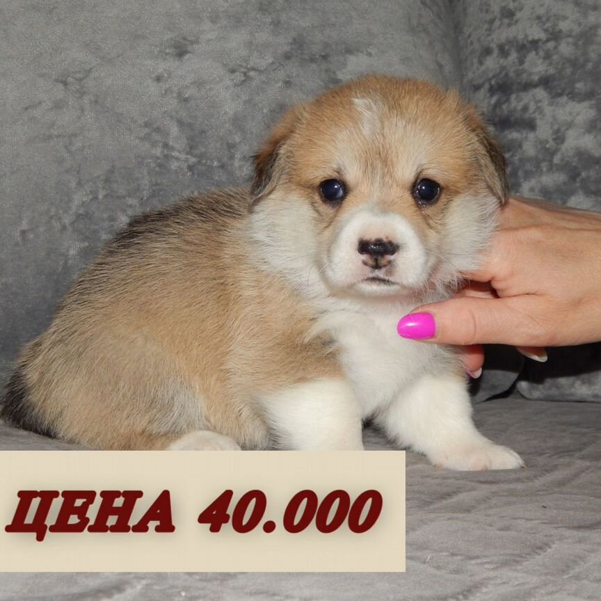 Вельш Корги Пемброк, щенок