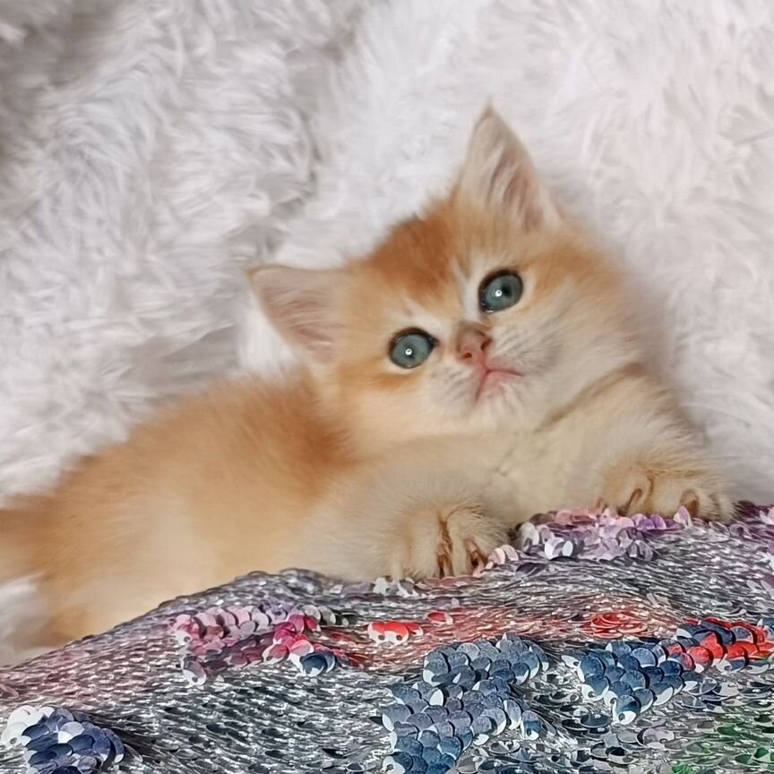 Шухер британский золотой кот