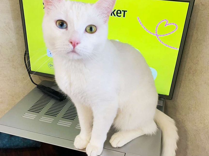 Красавец кот ищет дом