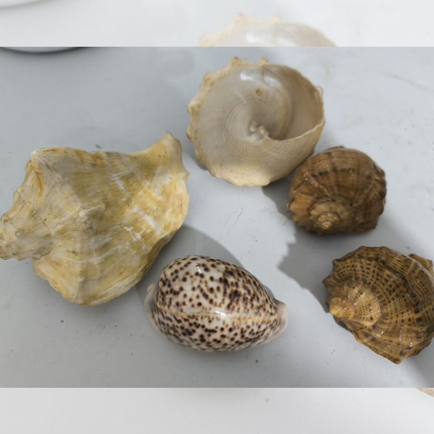 Морские ракушки раковины