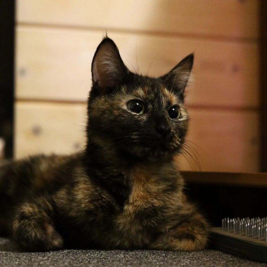 Кошечка Бася 1 год