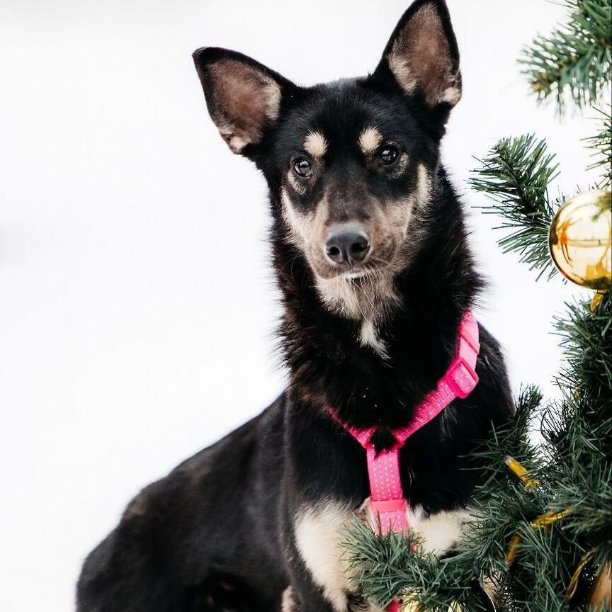 Взрослая собака в добрые руки