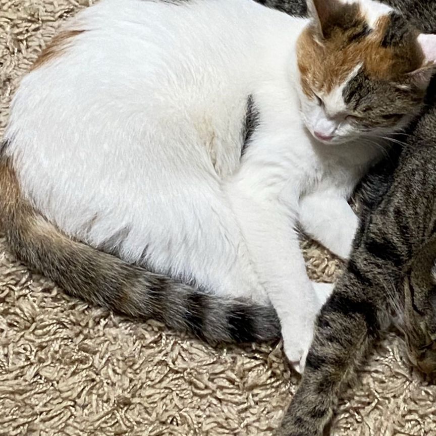 Кошка богадка