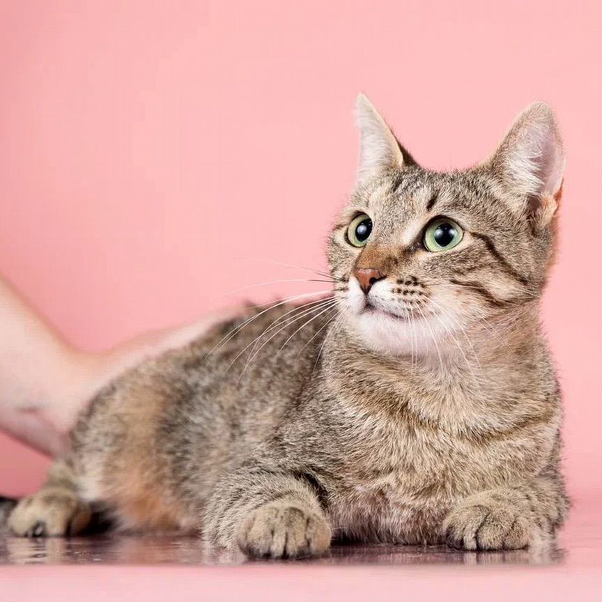 Кошка Ёта в срочном поиске дома