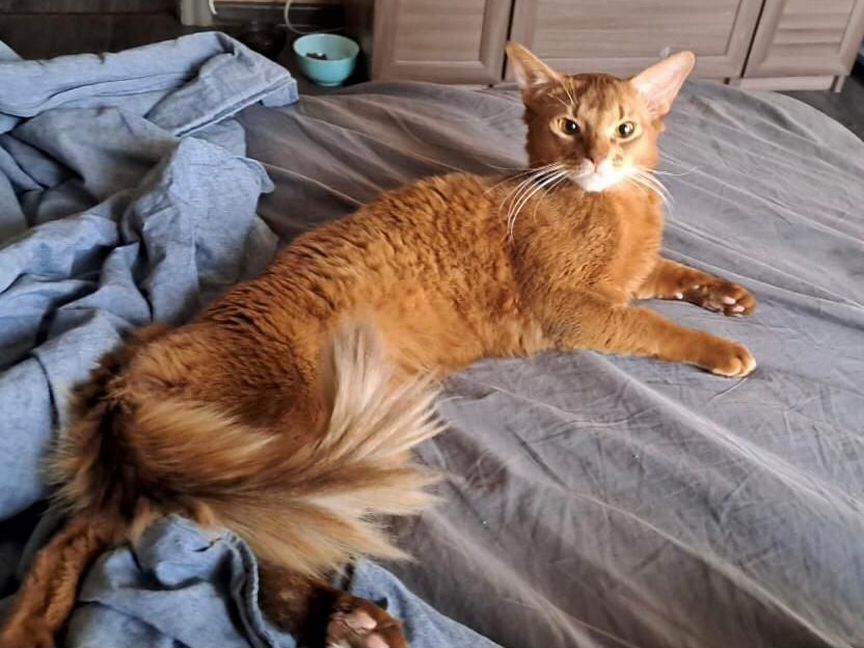 Сомалийский кот
