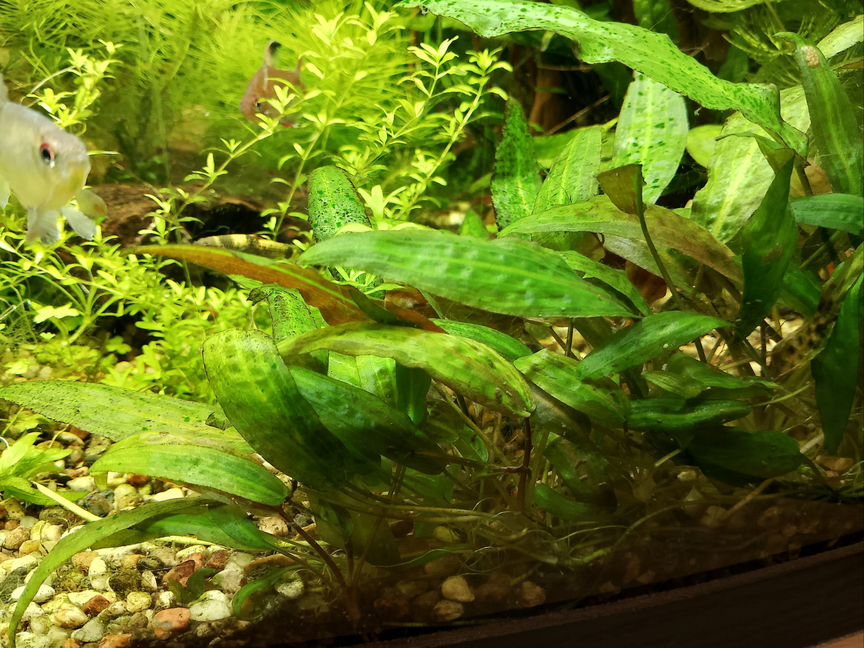 Отдам пистия роголистник криптокорина