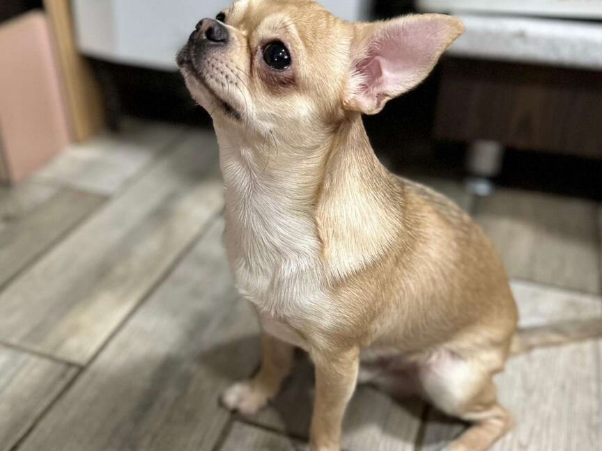 Вязка кобель чихуахуа