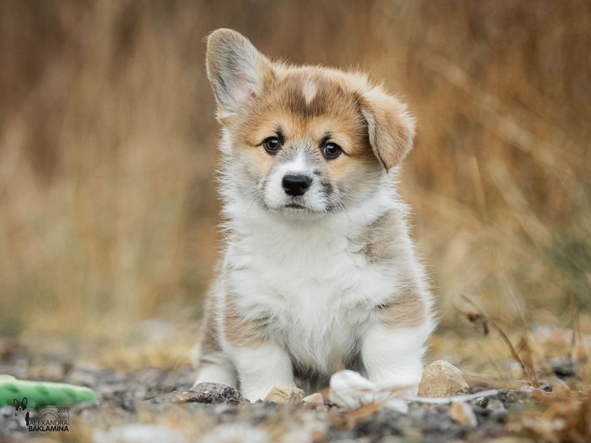 Вельш-корги пемброк