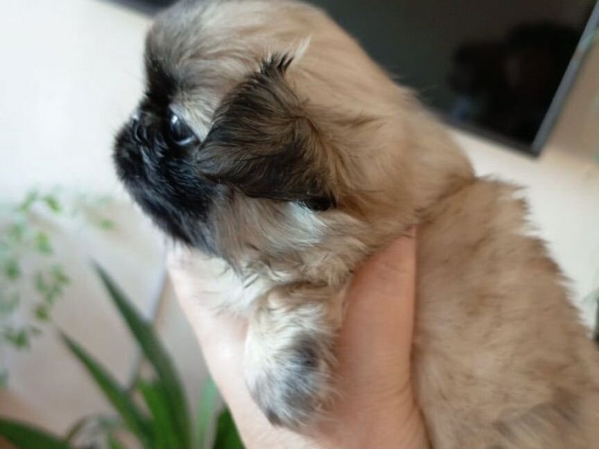 Мини пекинесики