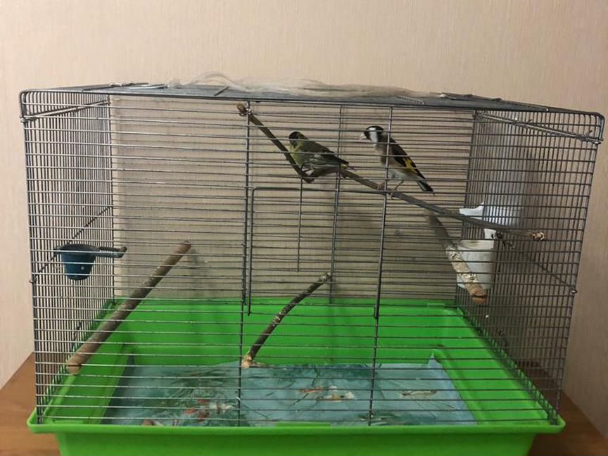 Щегол и Чиж с клеткой