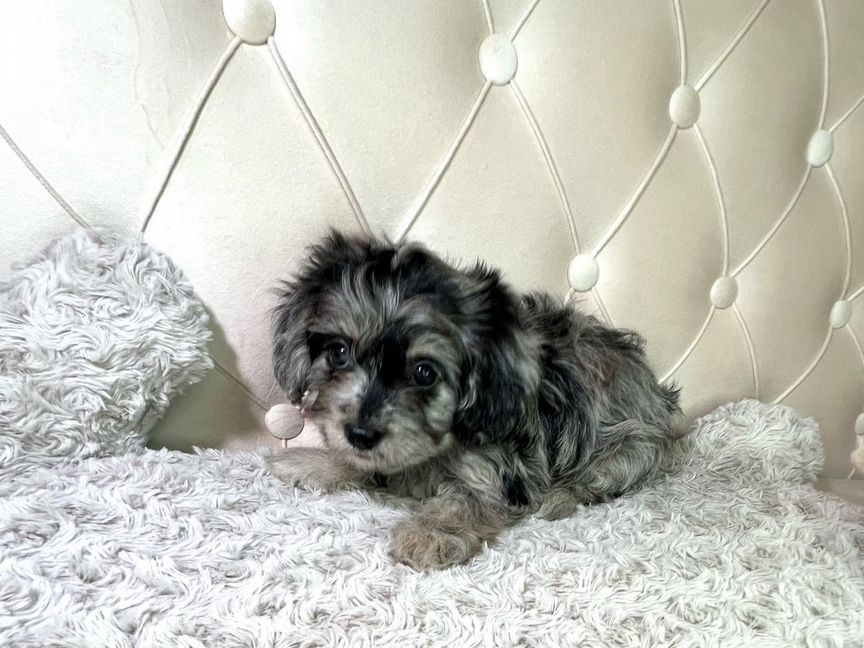 Редкая мальтипу мини детка