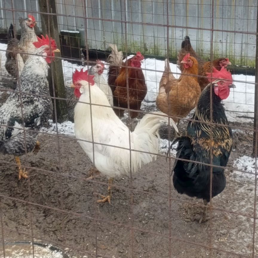 Молодые петухи