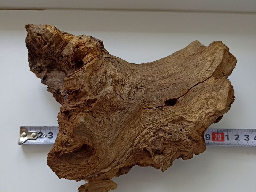 Коряга дубовая