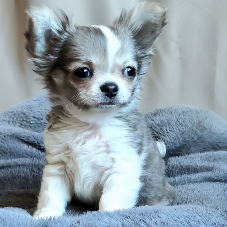 Чихуахуа, щенок