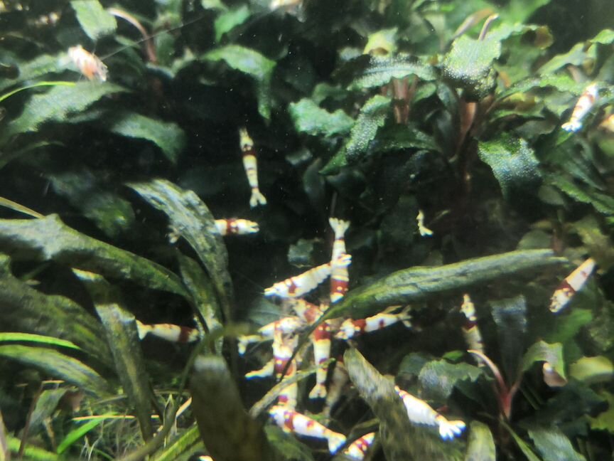 Аквариумные креветки PRL чистая линия распродажа