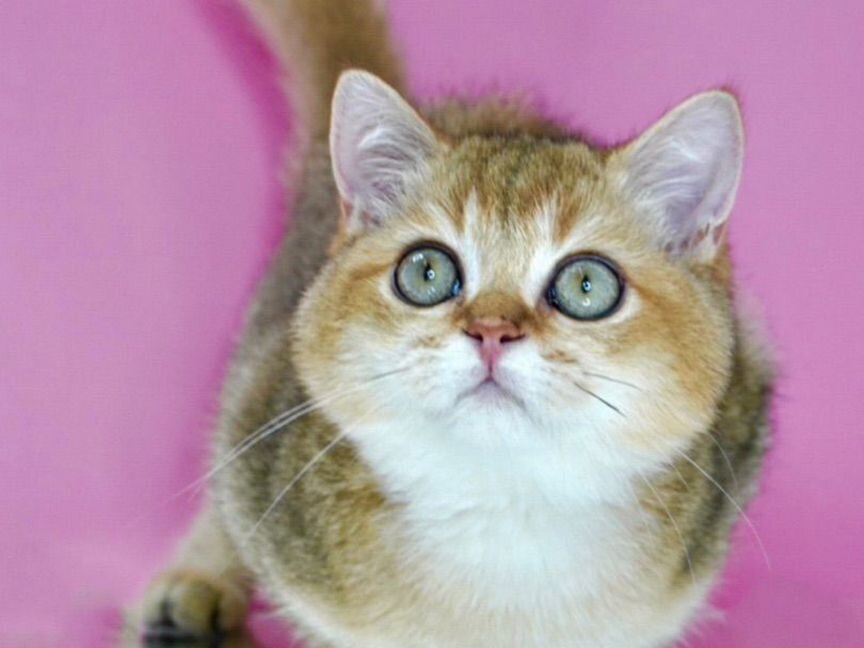 Британский короткошерстный котик золотой