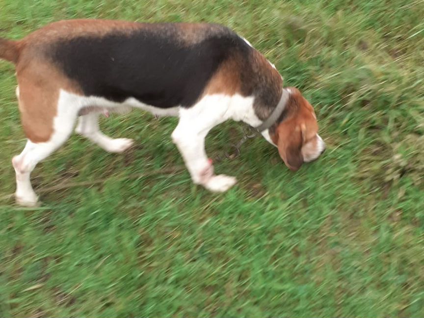 Эстонская гончая