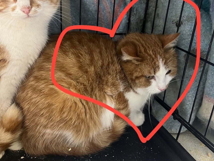 Котики ищут дом