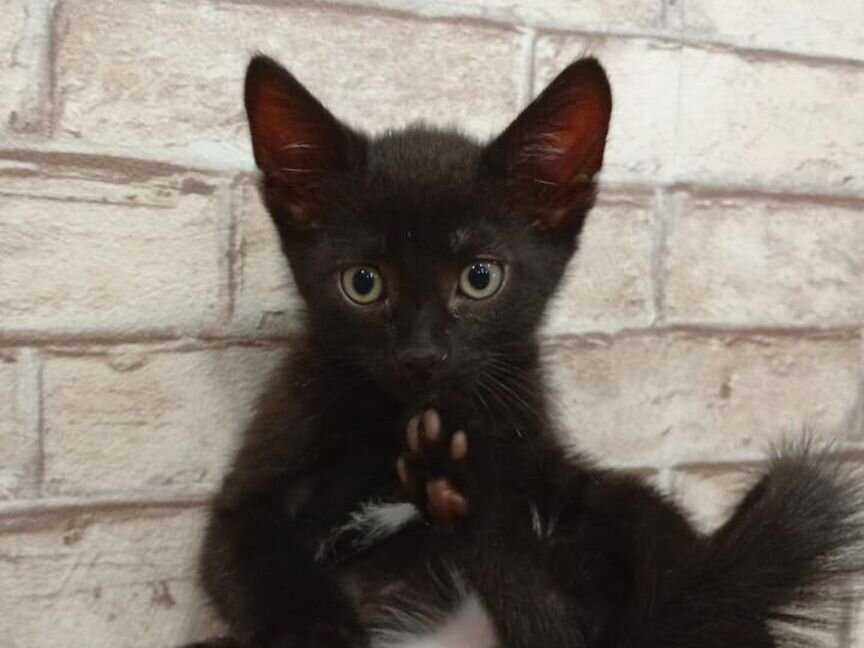 Катëнок в добрые руки