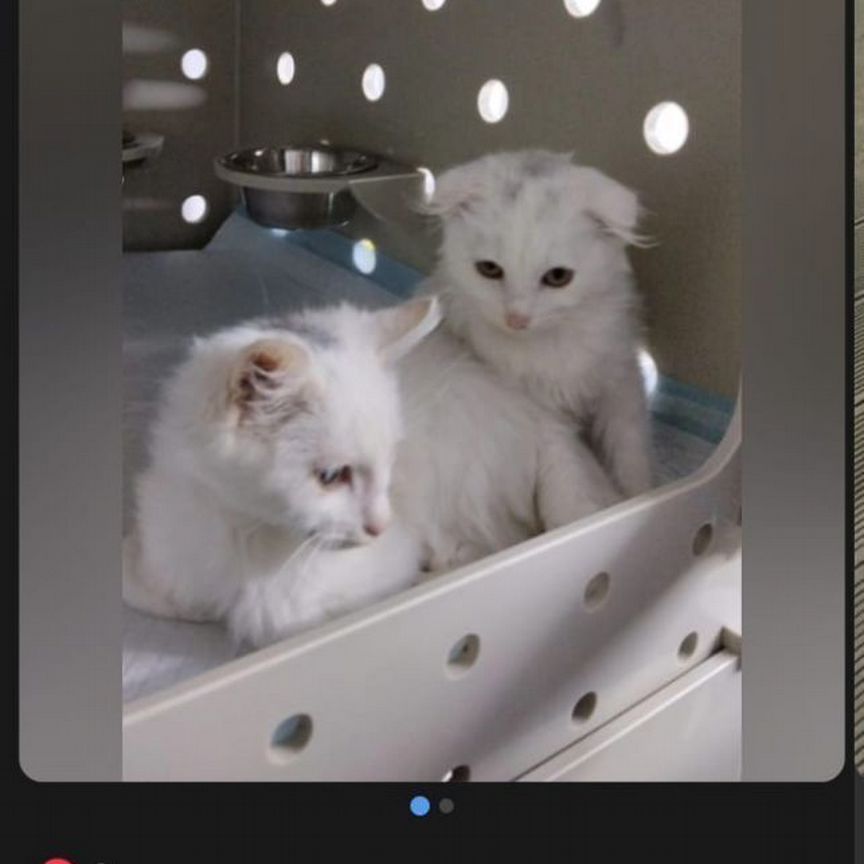 Котята с предприятия подкинули