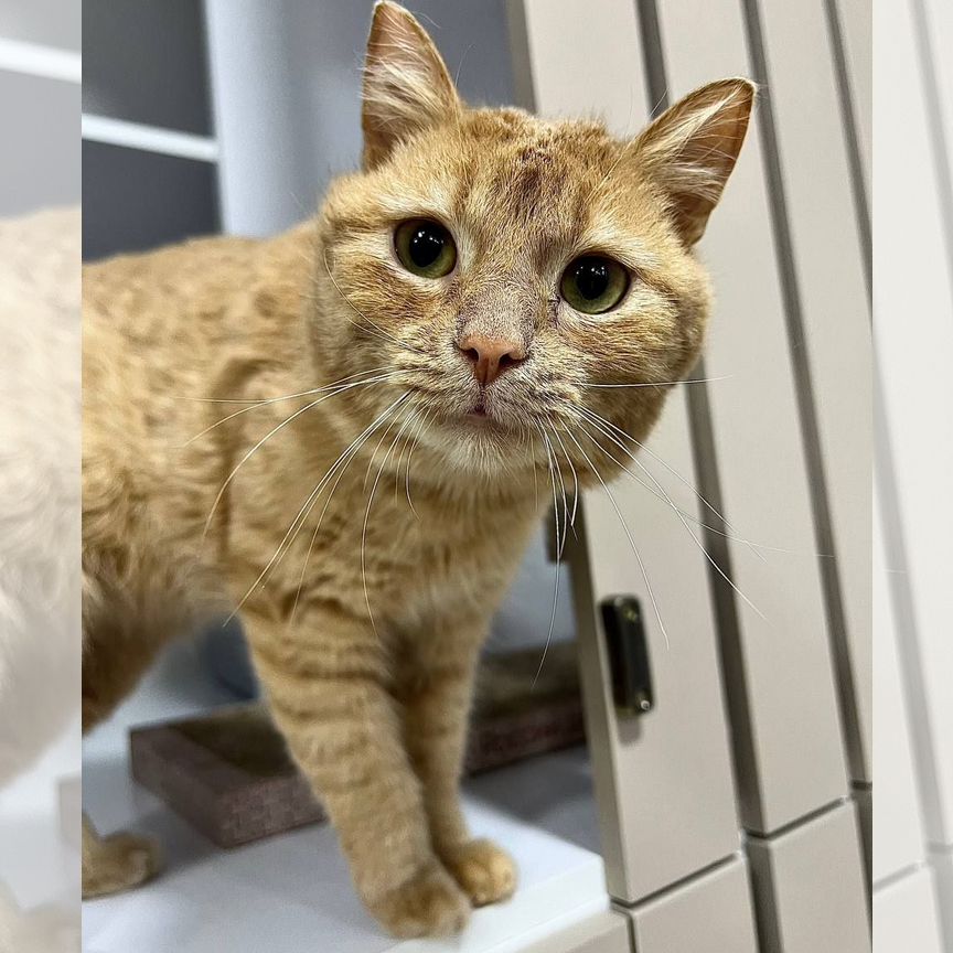 Взрослый кот в добрые руки