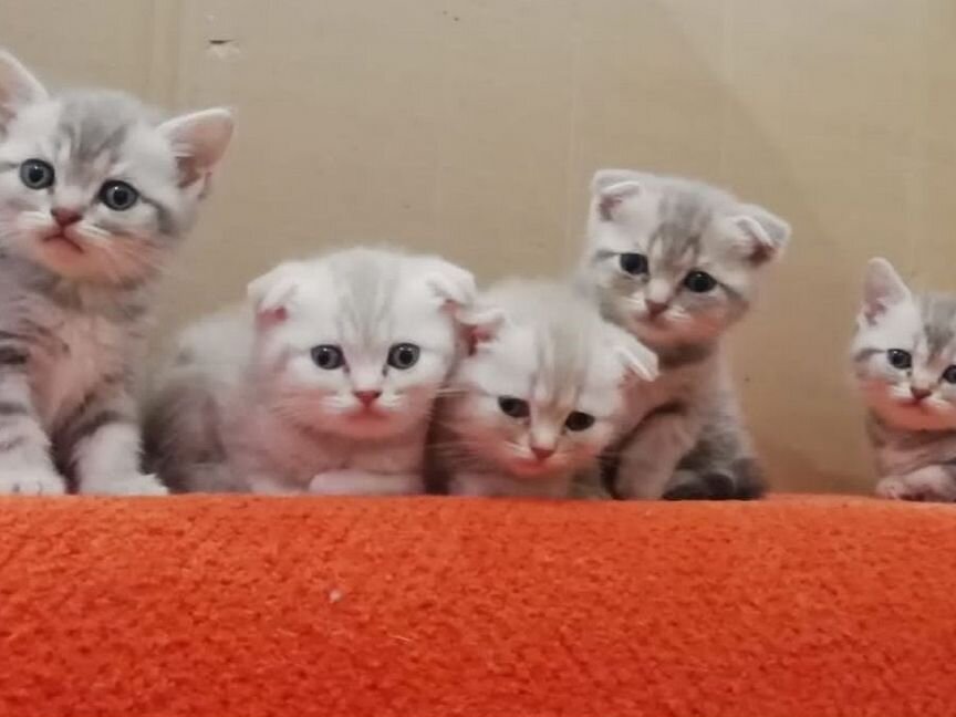 Шотландские котята