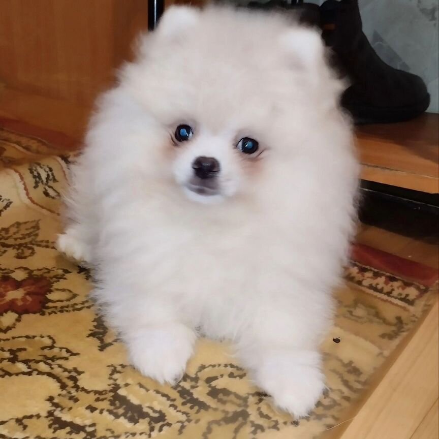 Щеночек шпица