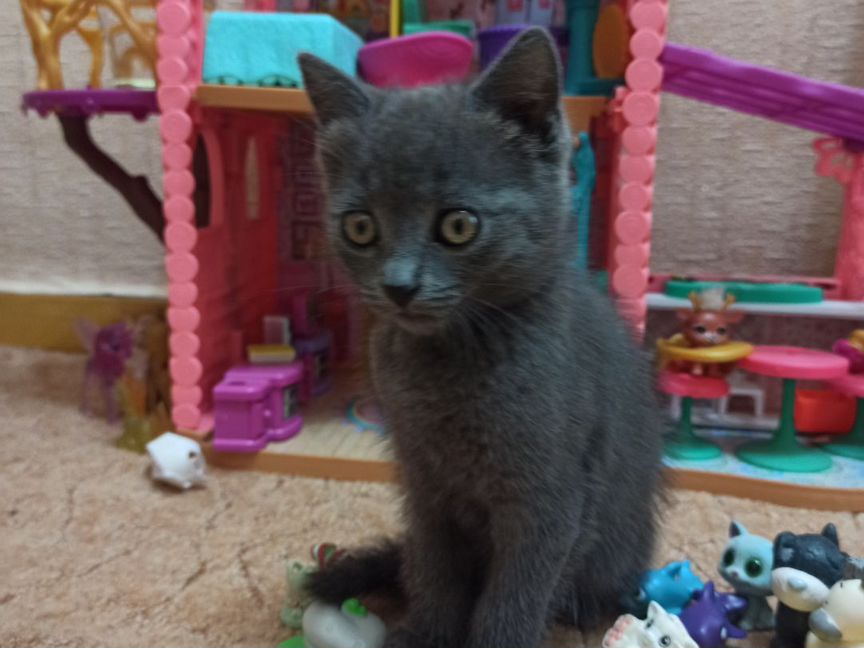 Котёнок дымчатый бесплатно