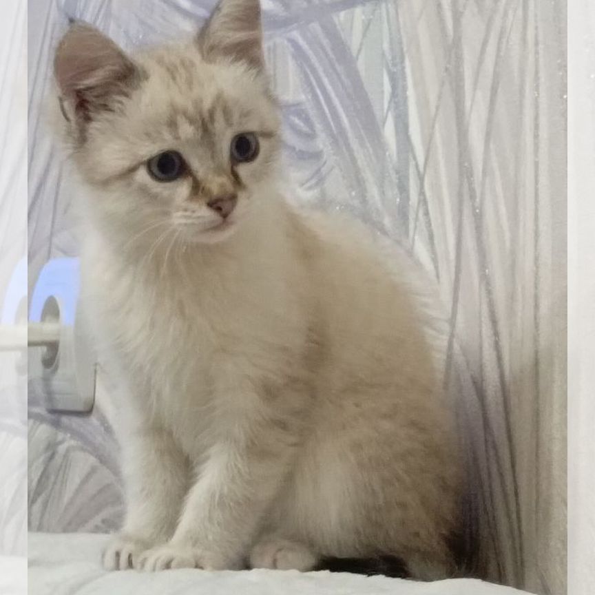 Котёнок в добрые руки