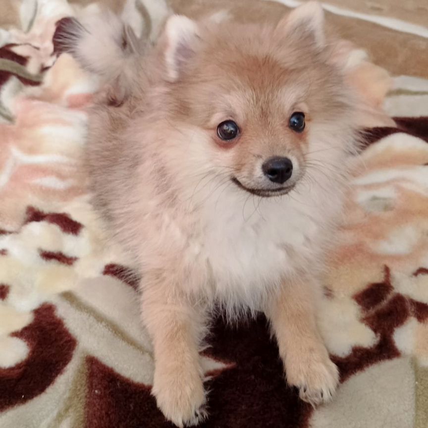 Померанский шпиц, щенок