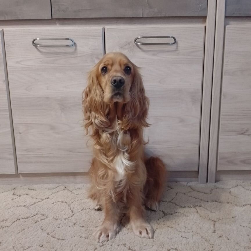 Кокер спаниель