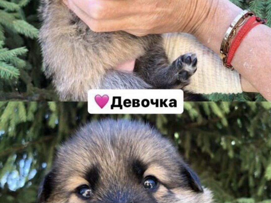 Щенки метисы немецкой овчарки
